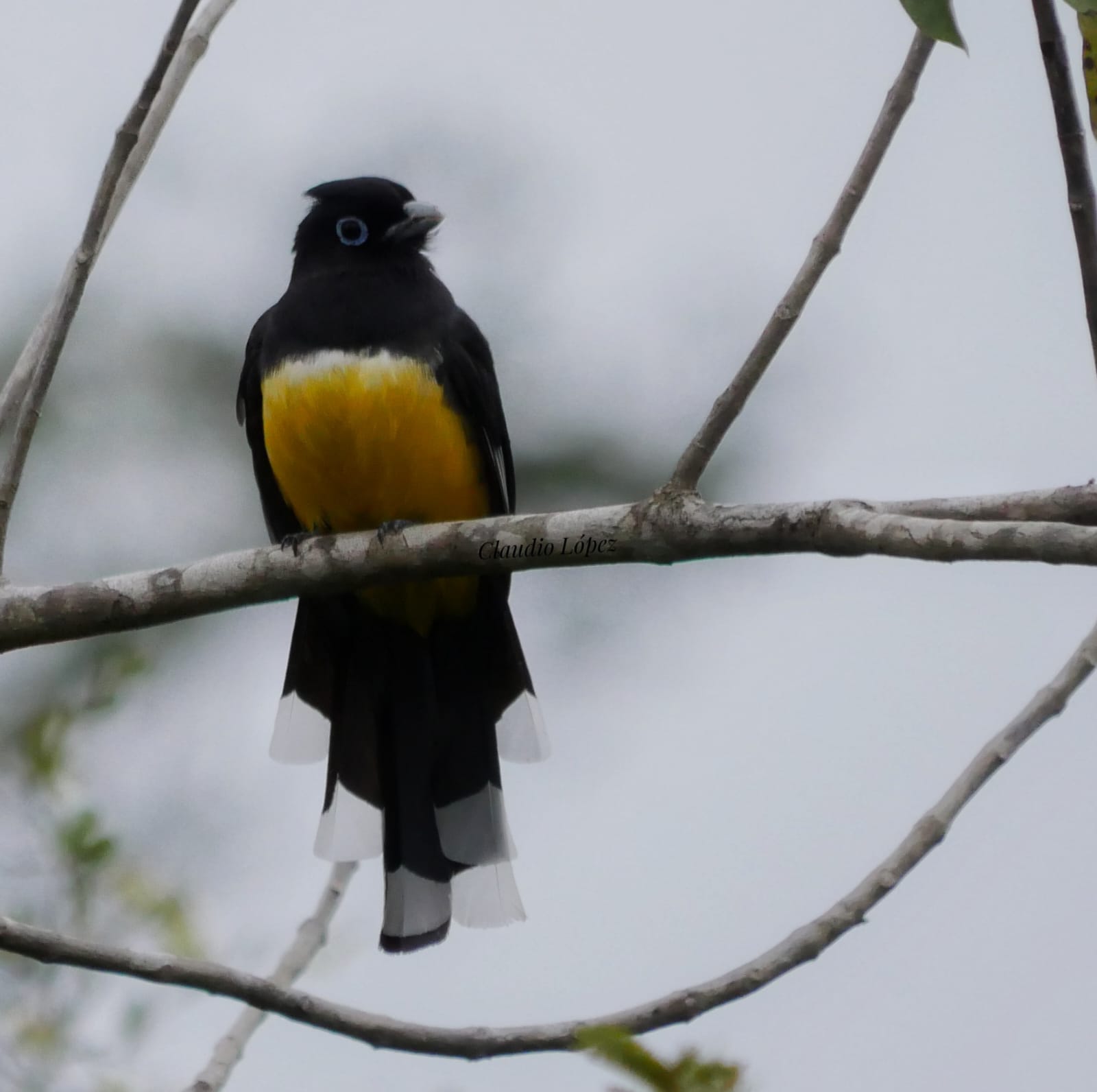 Tour Birdwatching